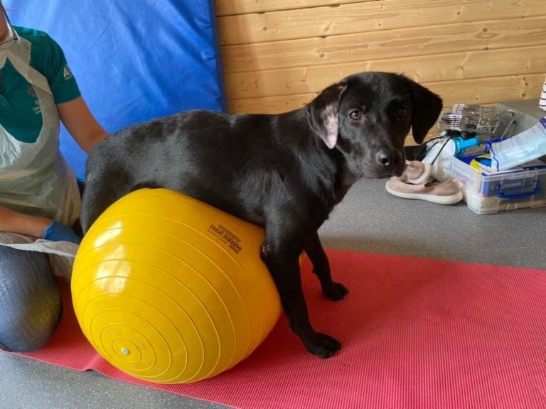 Home | Finding Their Furrever Home | Auras Dogs