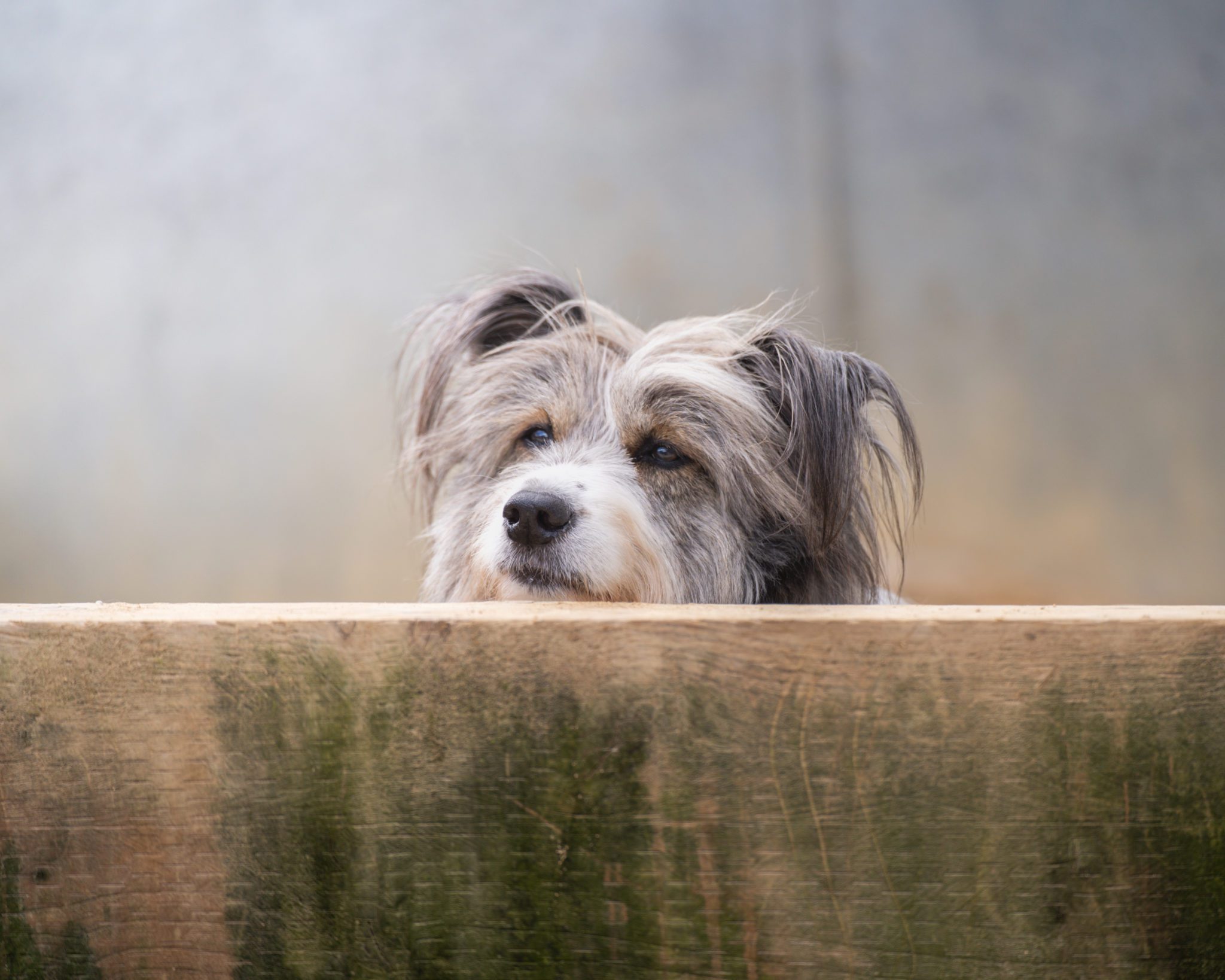 Auras Dogs – Finding Their Furrever Homes