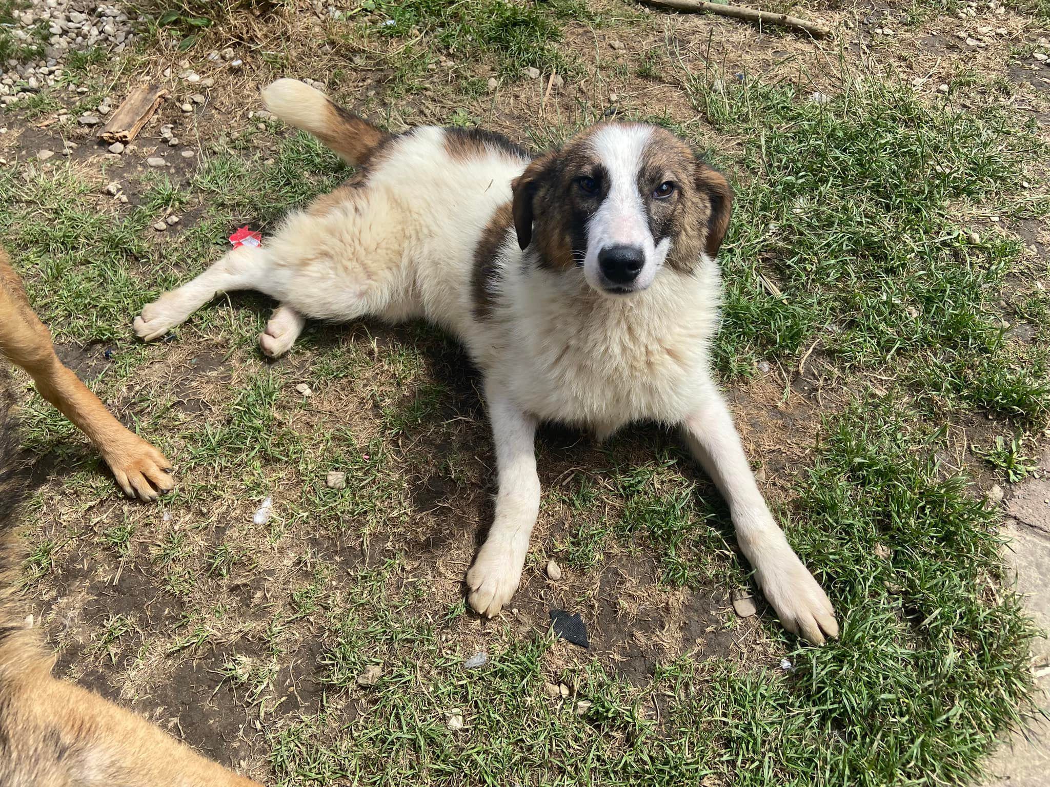 Our Dogs – Auras Dogs