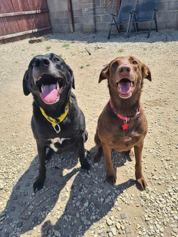 Our Dogs – Auras Dogs