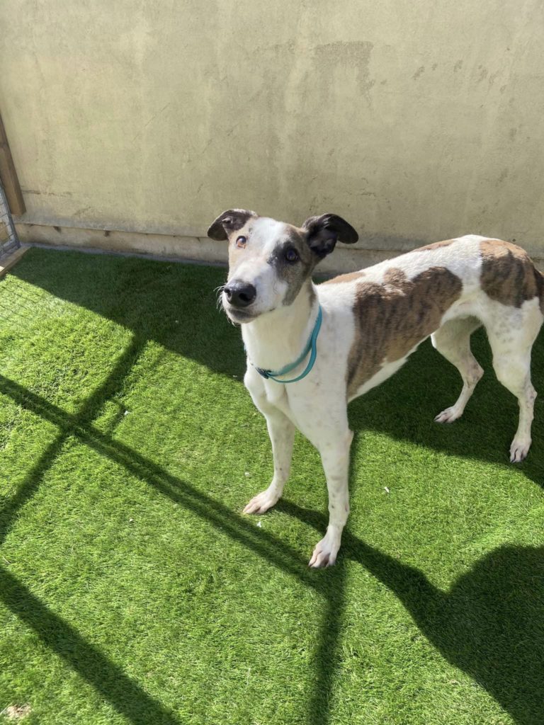 Our Dogs – Auras Dogs