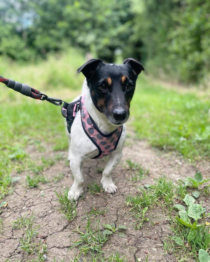 Our Dogs – Auras Dogs