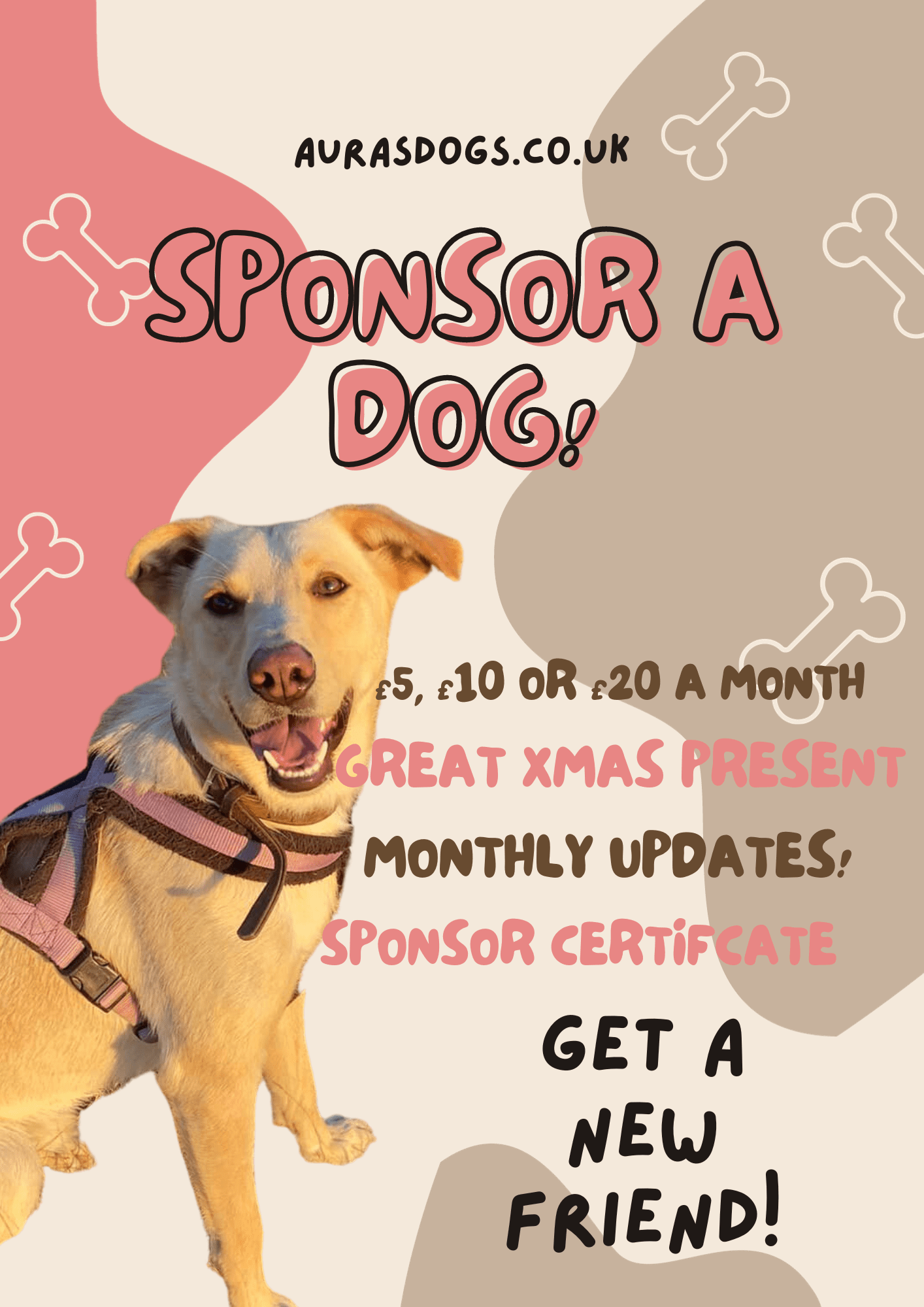 Auras Dogs – Finding Their Furrever Homes