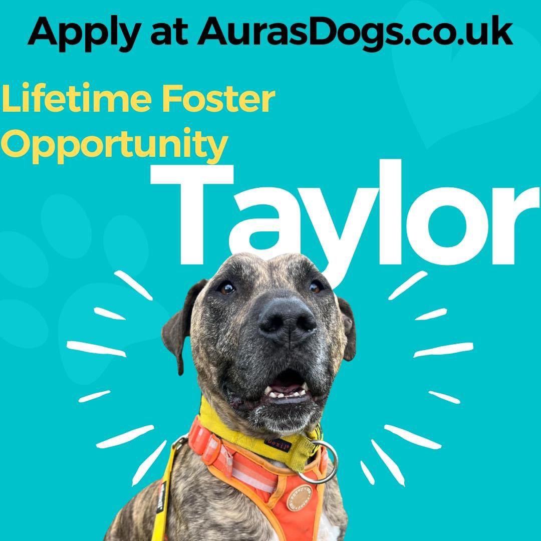 Auras Dogs – Finding Their Furrever Homes