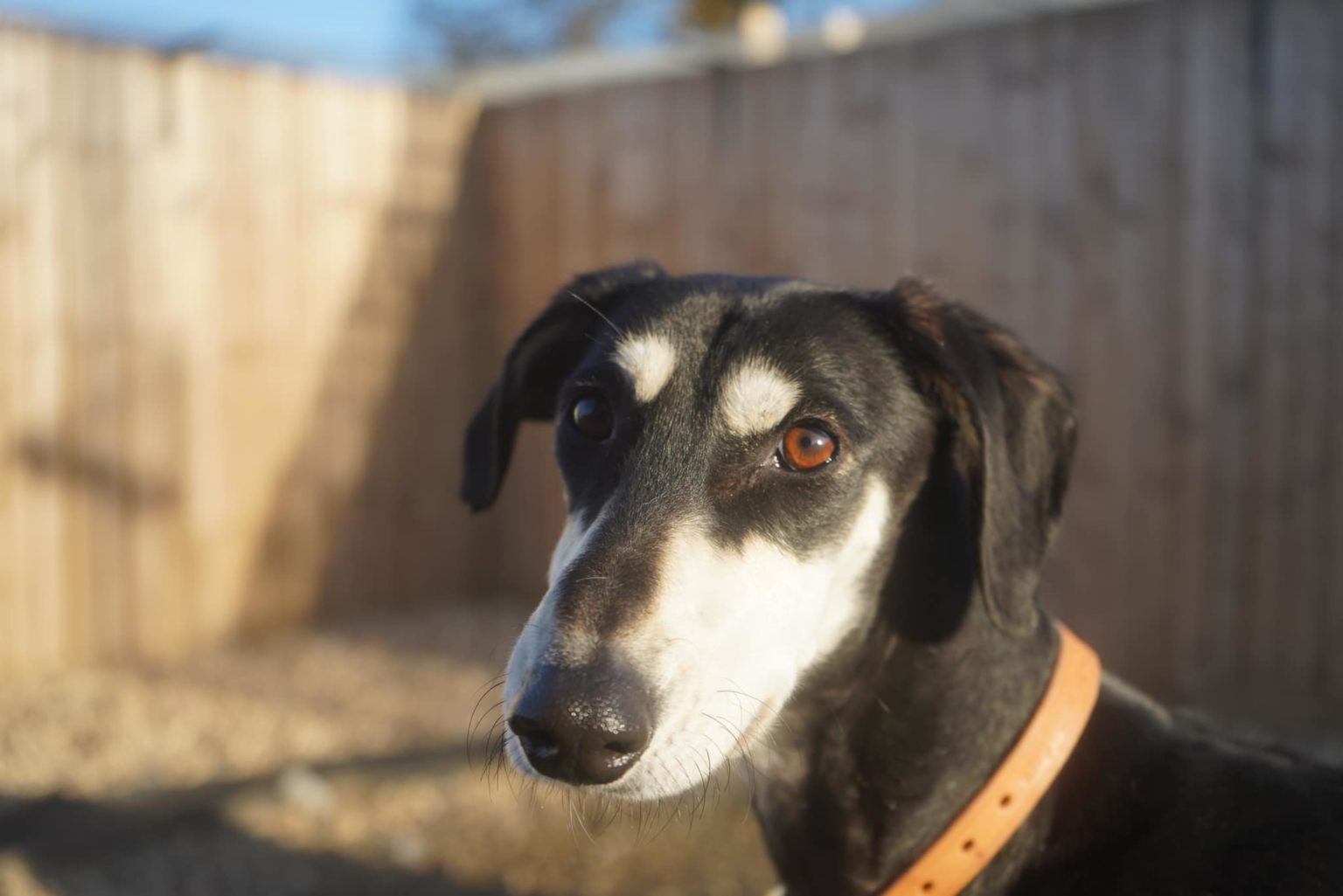 Our Dogs – Auras Dogs