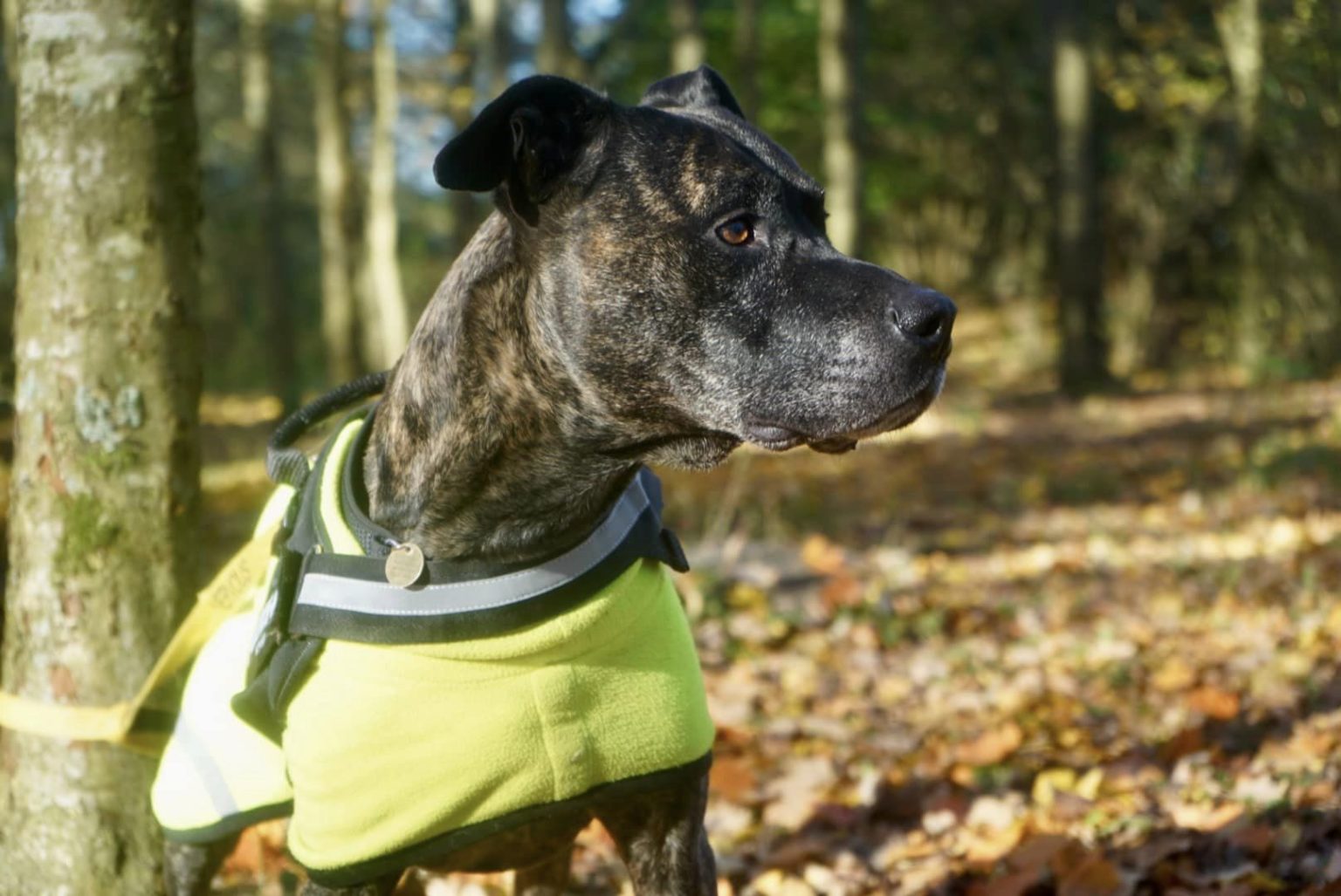 Adoption Form – Auras Dogs