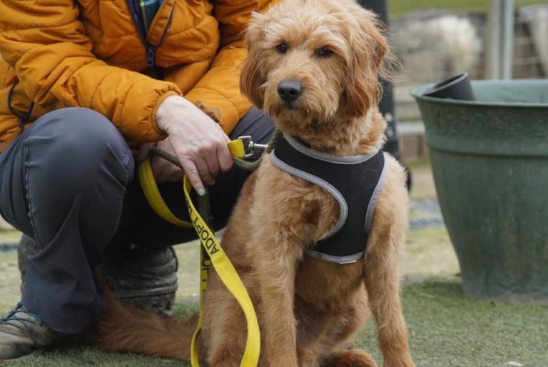 Auras Dogs – Finding Their Furrever Homes