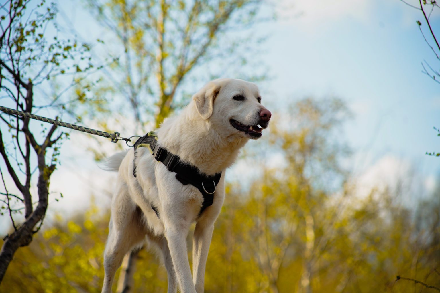 Auras Dogs – Finding Their Furrever Homes