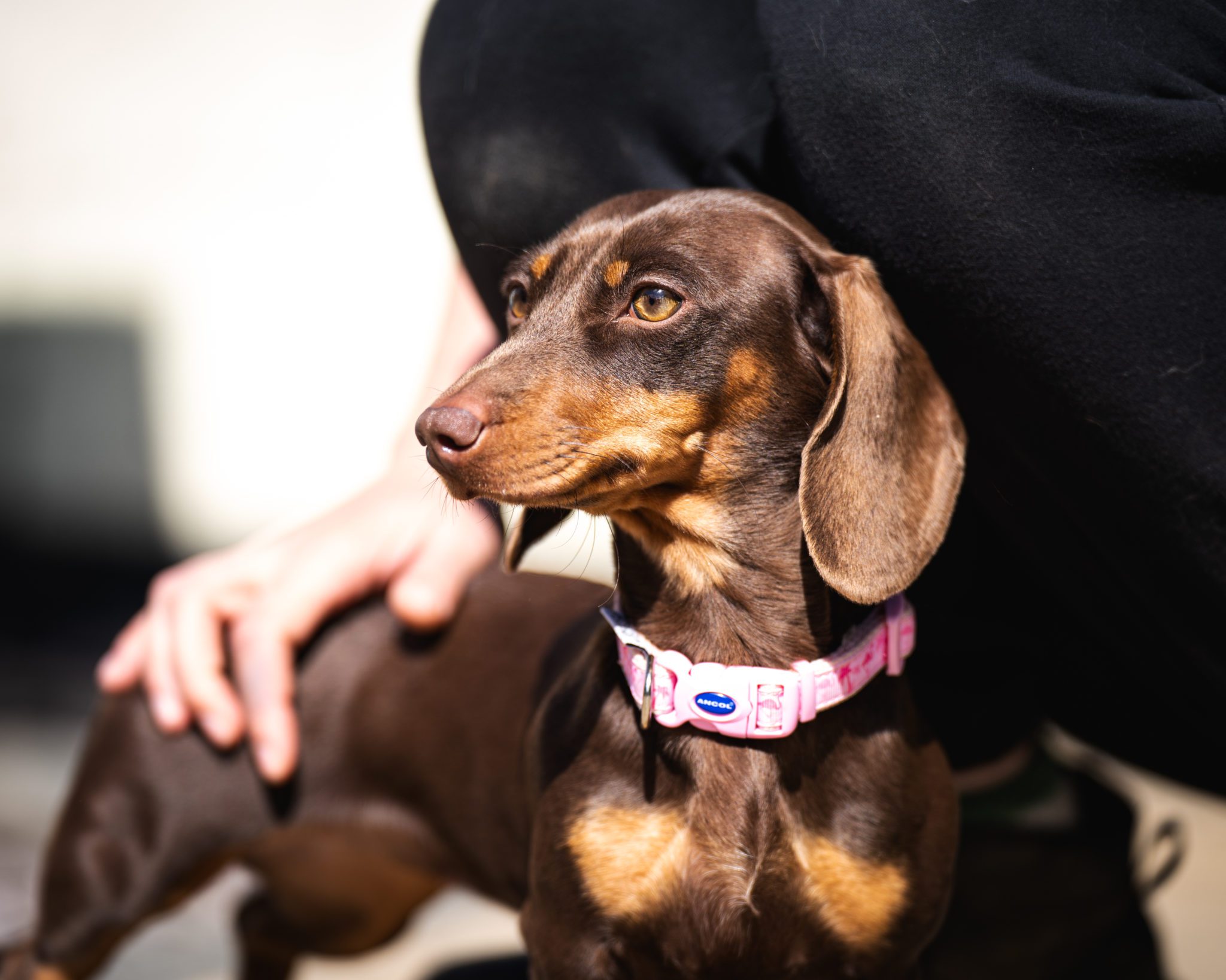 Volunteer With Us – Auras Dogs