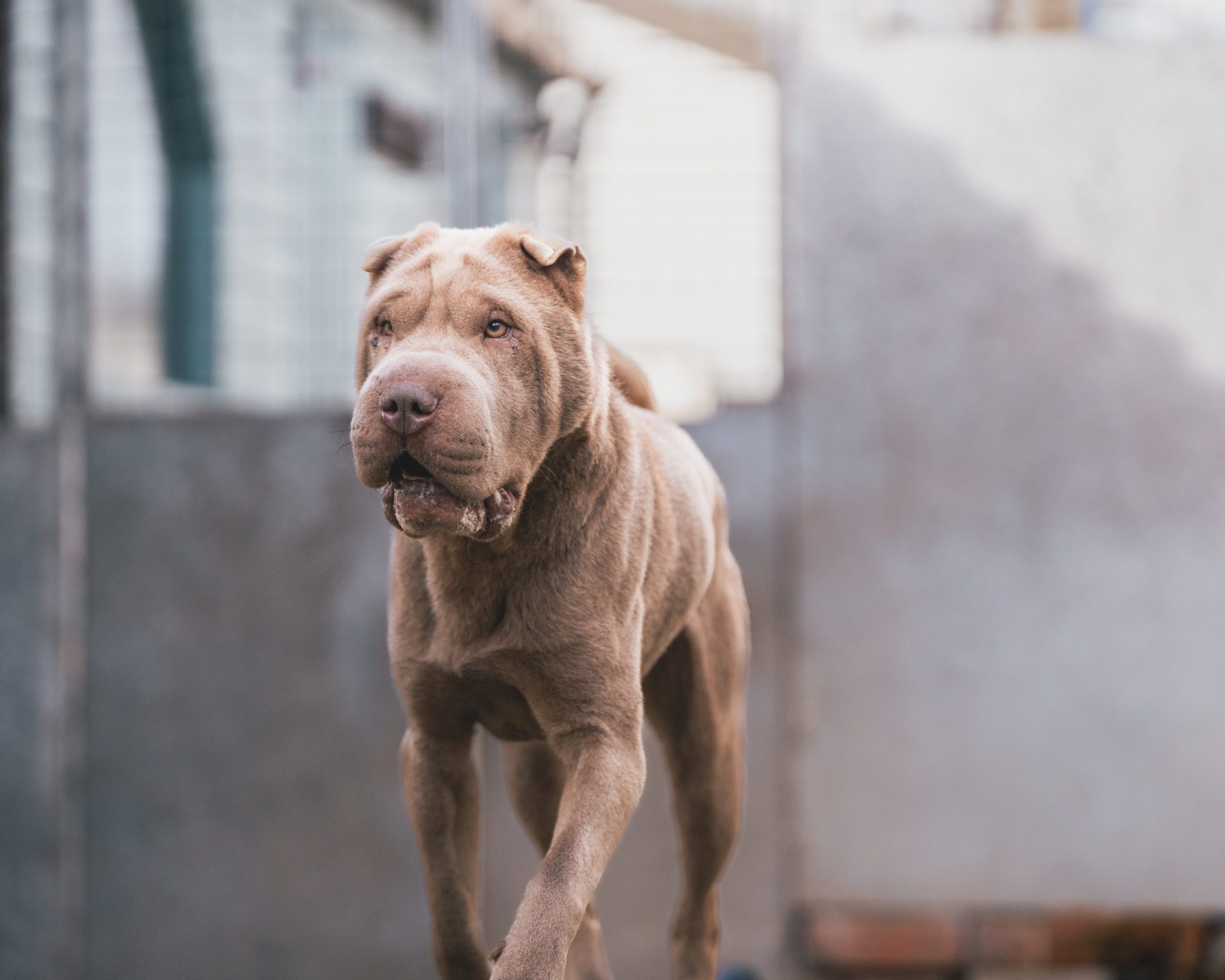 Volunteer With Us – Auras Dogs