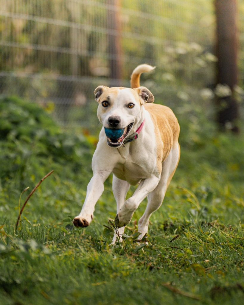 Our Dogs – Auras Dogs