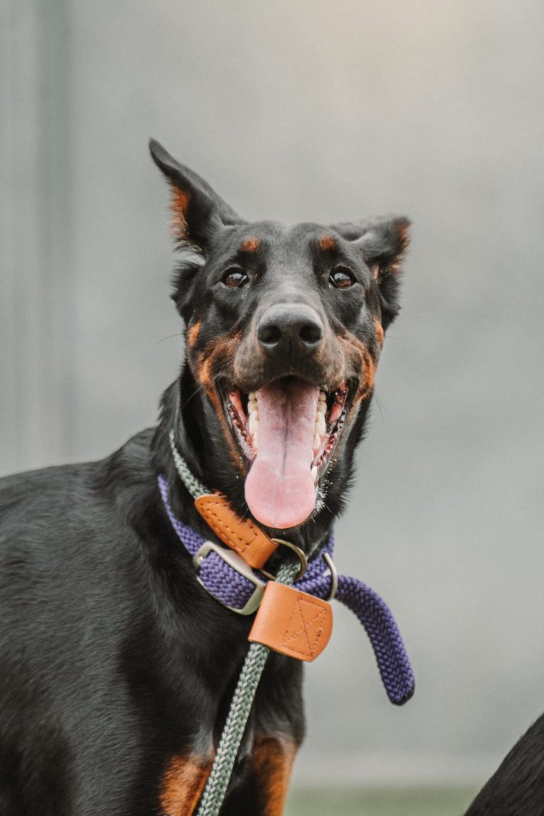 Our Dogs – Auras Dogs