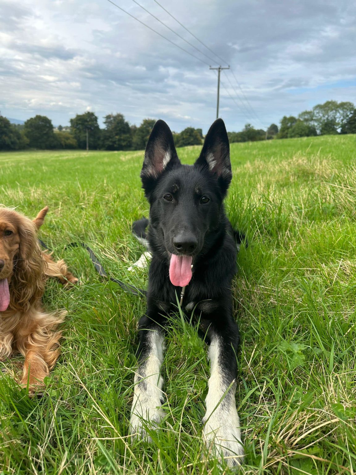 Our Dogs – Auras Dogs