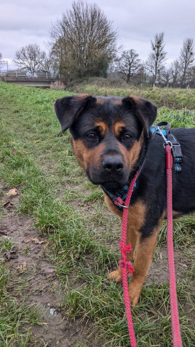 Our Dogs – Auras Dogs