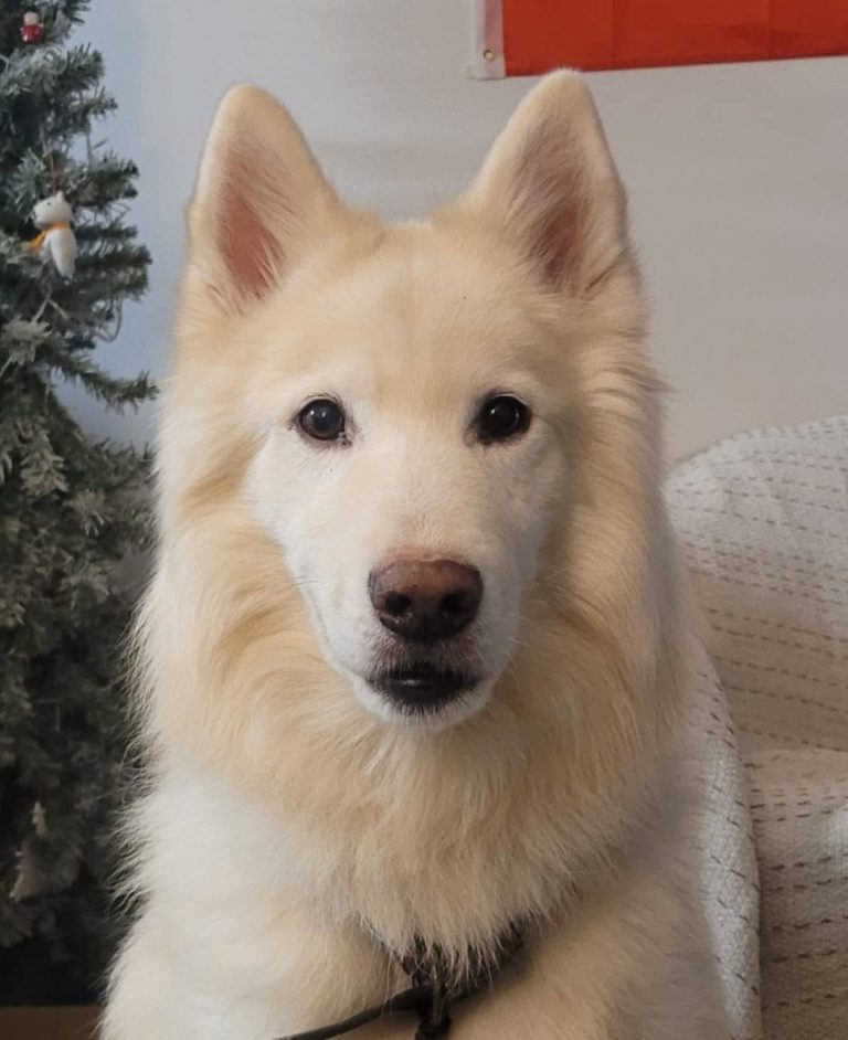 Animals – Auras Dogs