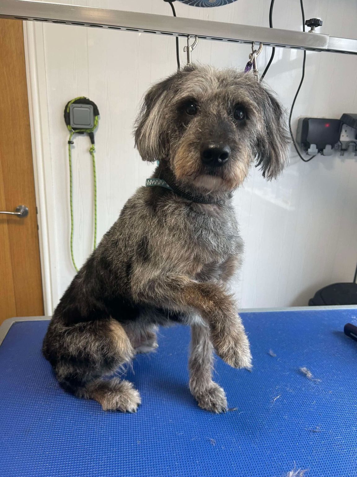 Animals – Auras Dogs