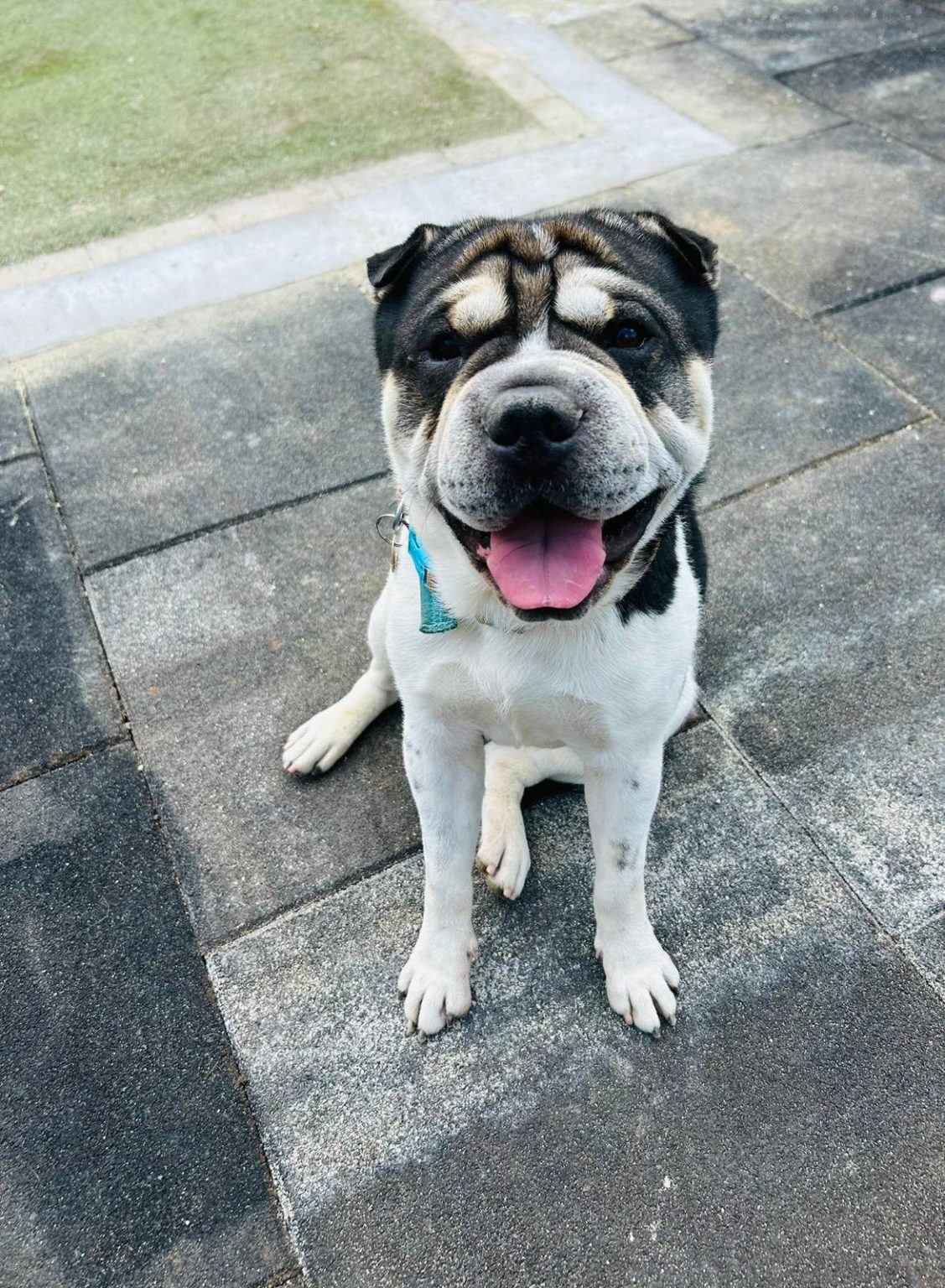 Our Dogs – Auras Dogs