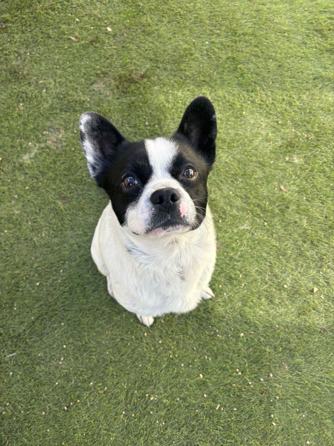 Bruce – Auras Dogs