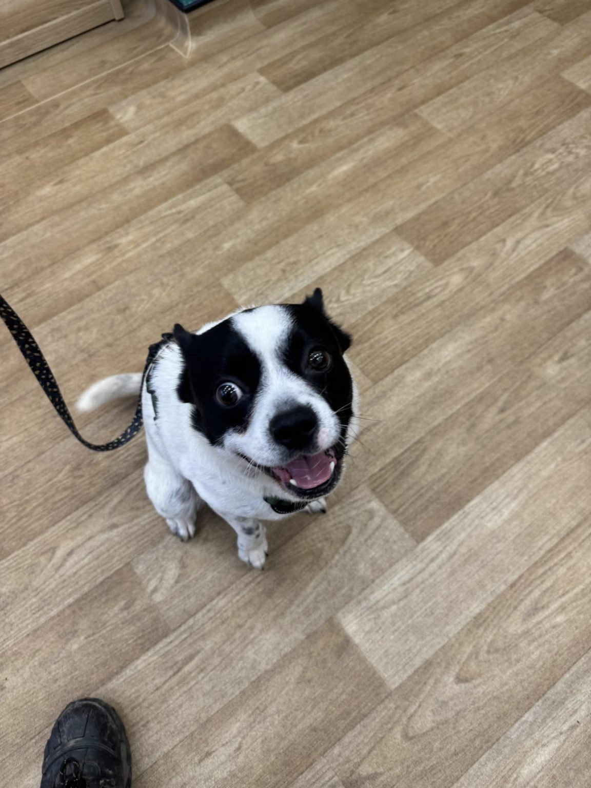 Bruce – Auras Dogs